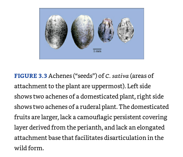 Seeds | The Real Seed Company: The Honest Online Source for Cannabis ...
